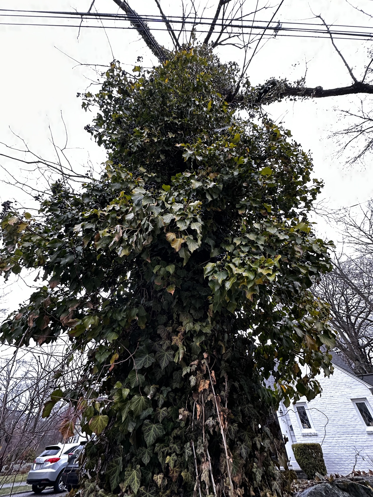 Two vines | Pattern and Outrage : Dee Mallon